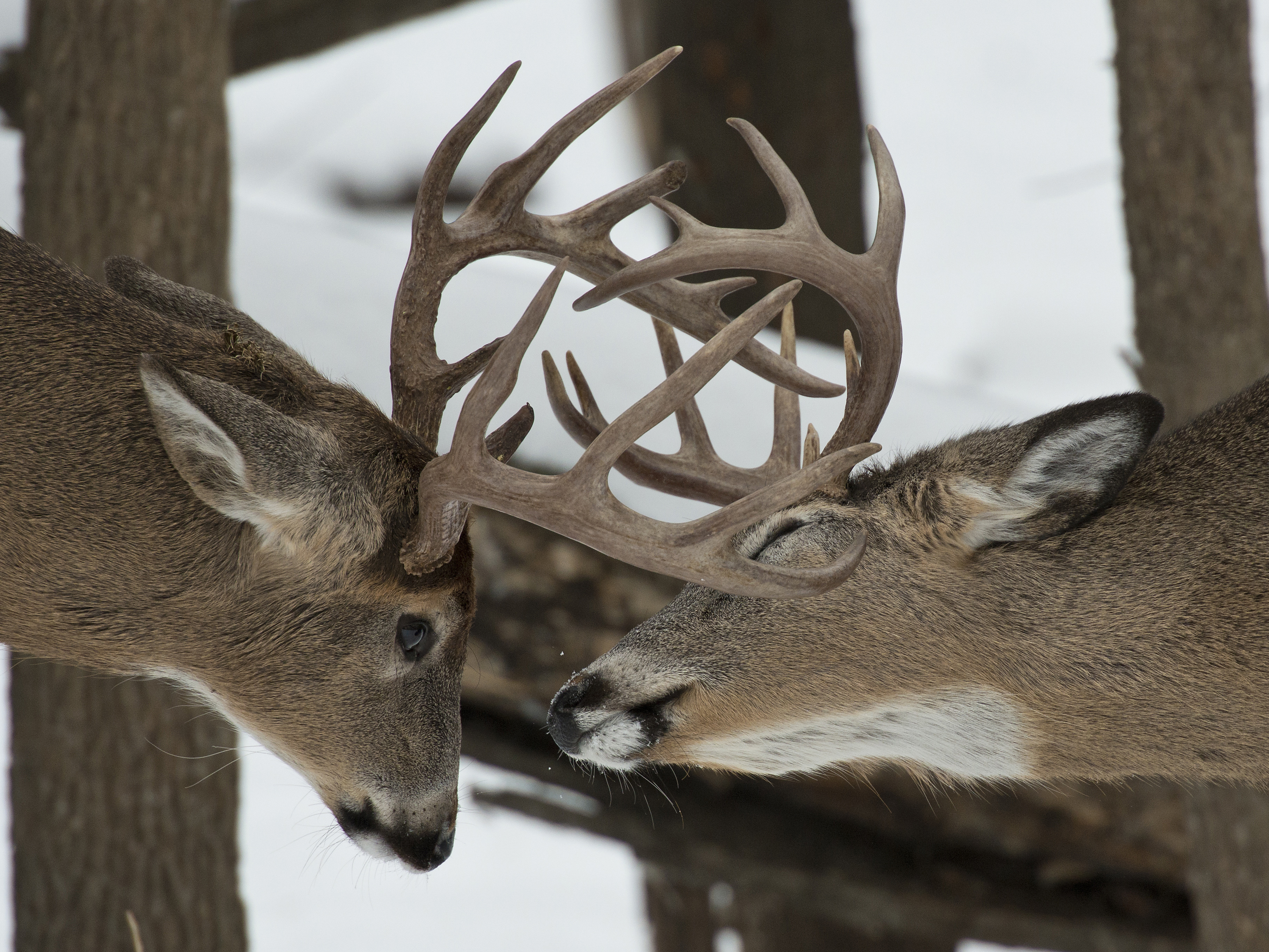 Deer rutting season store